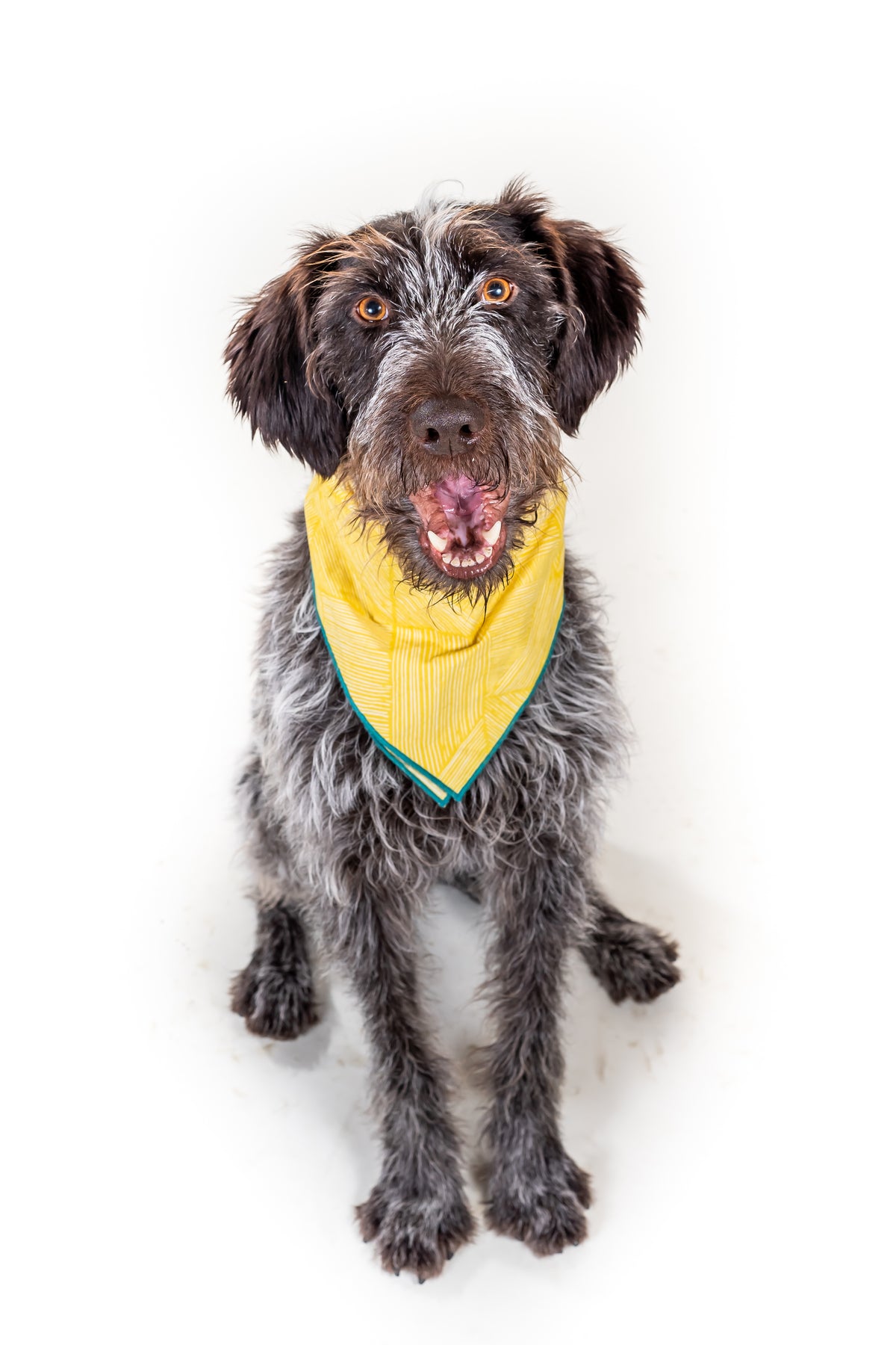 Winnie Lou Brand Video – Winnie Lou - The Canine Company