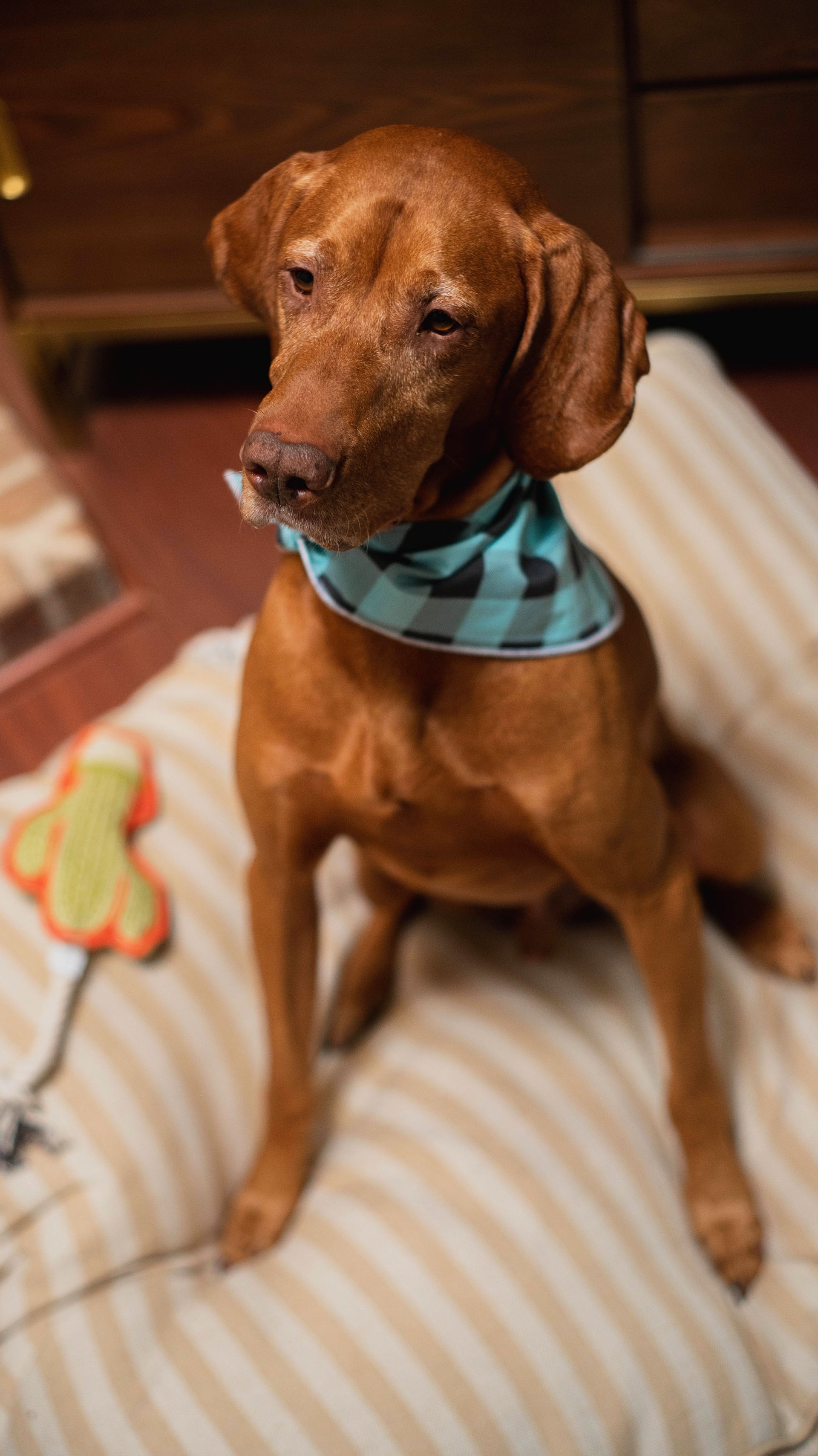 Winnie Lou Brand Video – Winnie Lou - The Canine Company